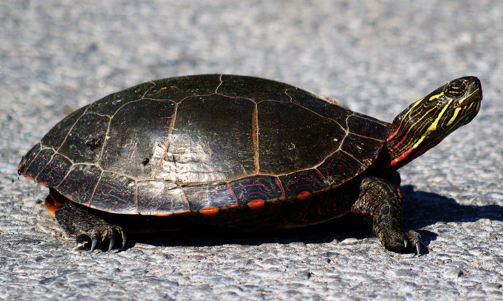 Midland Painted Turtle (Casa Tortuga) · iNaturalist Canada