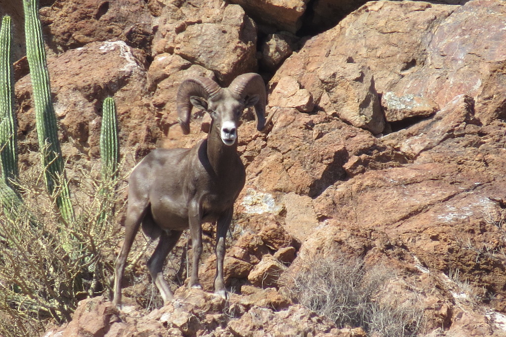Bighorn Sheep from Isla Carmen, Baja California Sur, México on August ...