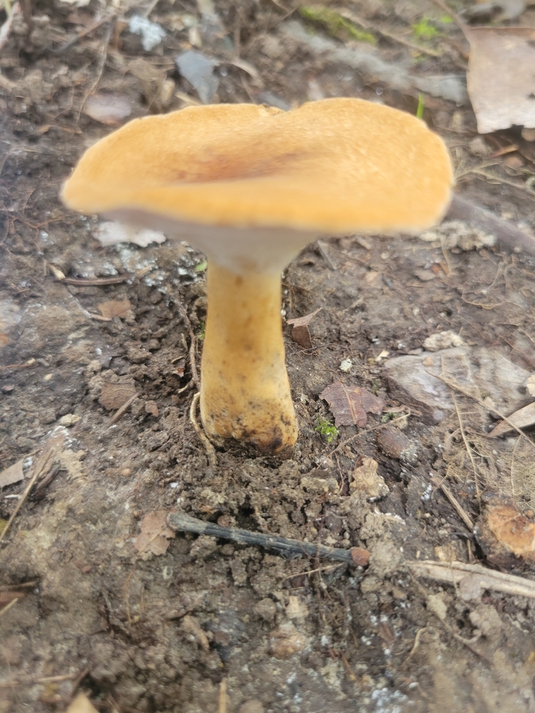 Rooting Polypore from West Township, IN, USA on August 22, 2021 at 10: ...