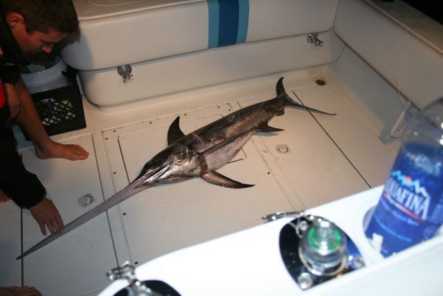 Broadbill Swordfish from west palm beach on November 30, 2007 by J ...