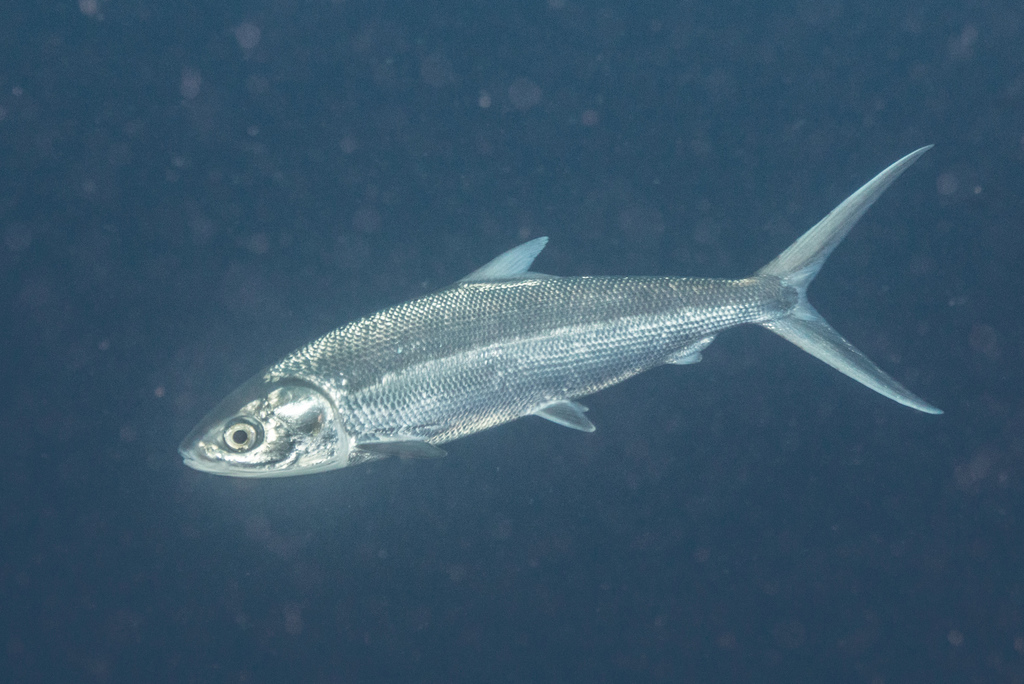 Milkfish (Chanos chanos) - Marine Life Identification