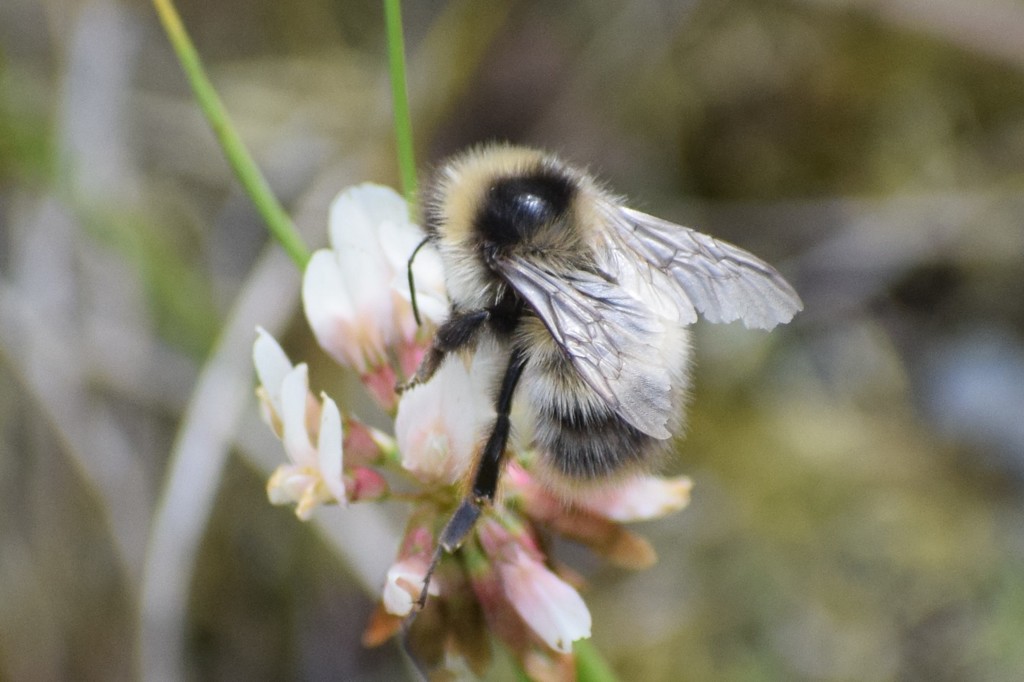 Golden-belted Bumble Bee from Stikine Region, BC, Canada on August 19 ...