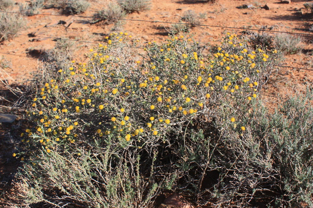 Thorn Karoo from Carnarvon Experimental Farm on May 13, 2013 by ...