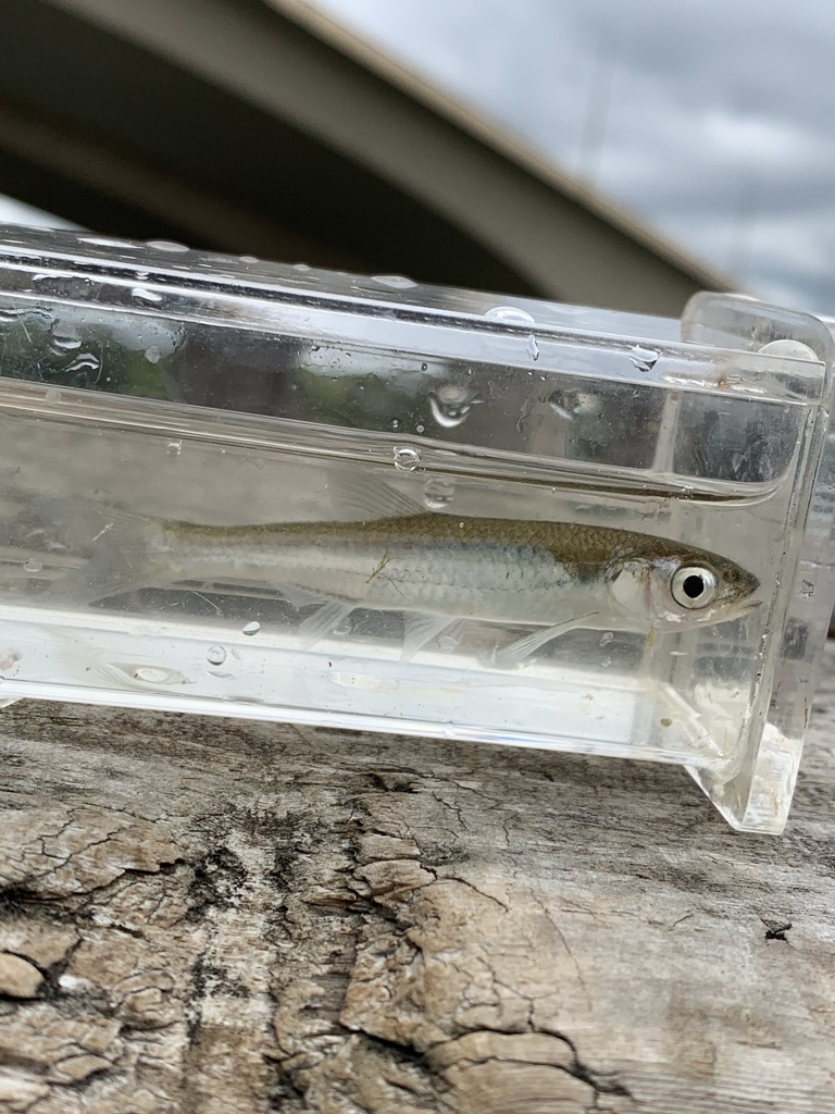 Emerald shiner from Mississippi River, South Saint Paul, MN, US on ...