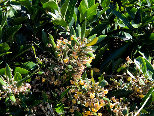 Pambati Tree (Anastrabe integerrima) · iNaturalist