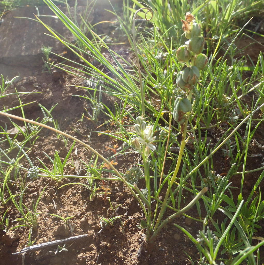 Ornithogalum tenuifolium ssp aridum (Cape Bulbs 3) · BioDiversity4All