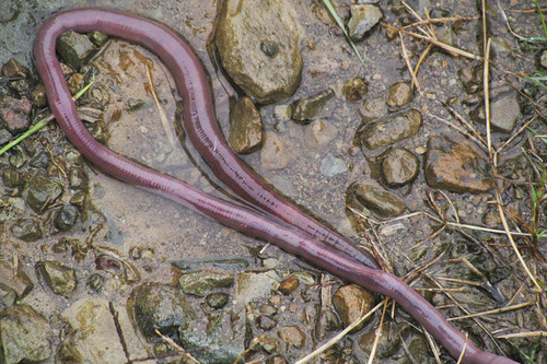Amatola Giant Earthworm (Microchaetus stuckenbergi) · iNaturalist