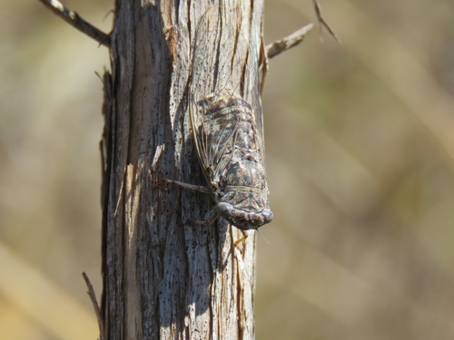 Guyalna platyrhina · iNaturalist