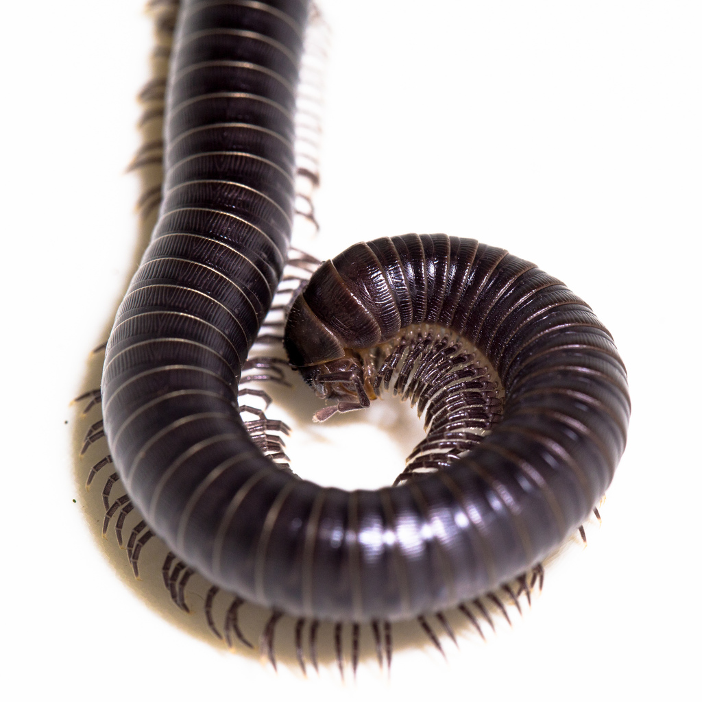Paeromopus angusticeps (Millipedes of the Bay Area) · iNaturalist