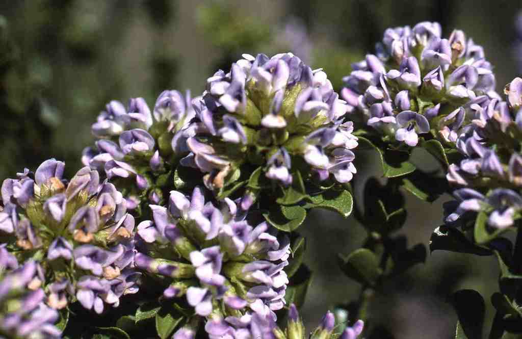 Longsepal Dottypea (Eastford Glen - Locally Indigenous Species Observed ...