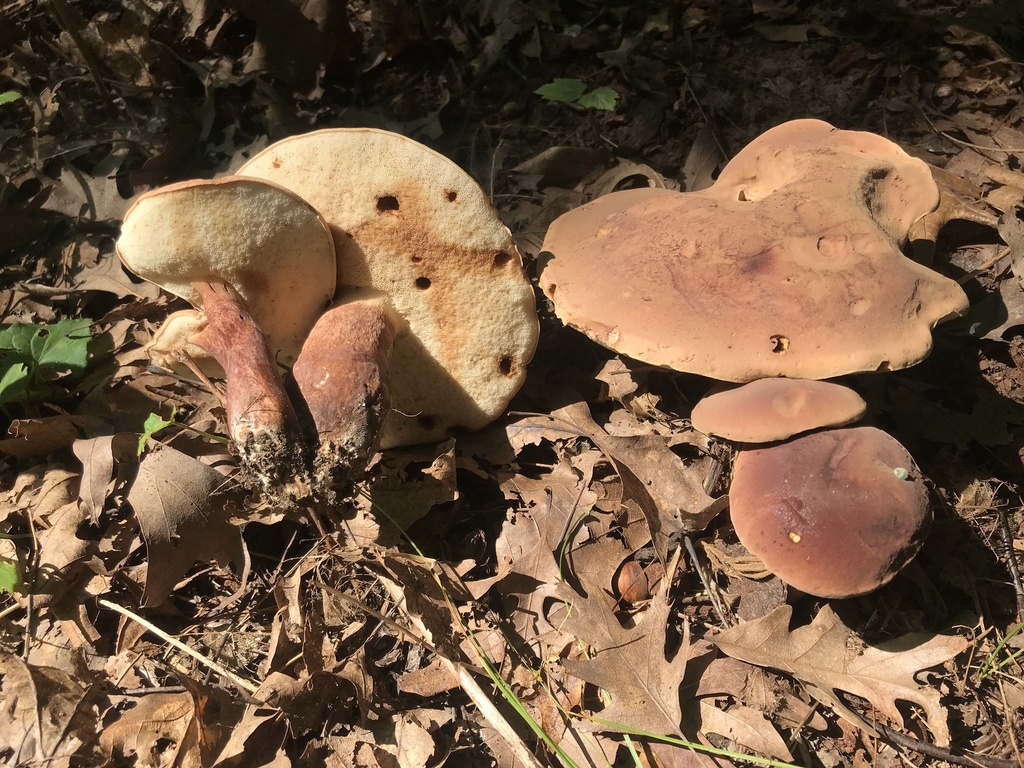 Tylopilus from Rose Rd, Plymouth, IN, US on August 20, 2021 at 11:57 AM ...