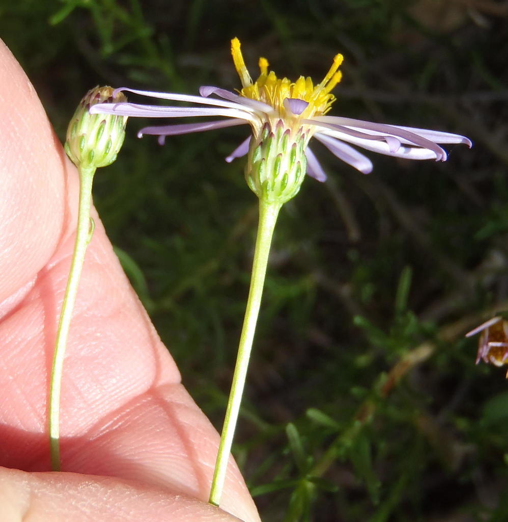 Common Fine Felicia (Felicia filifolia filifolia) - Botanical Realm