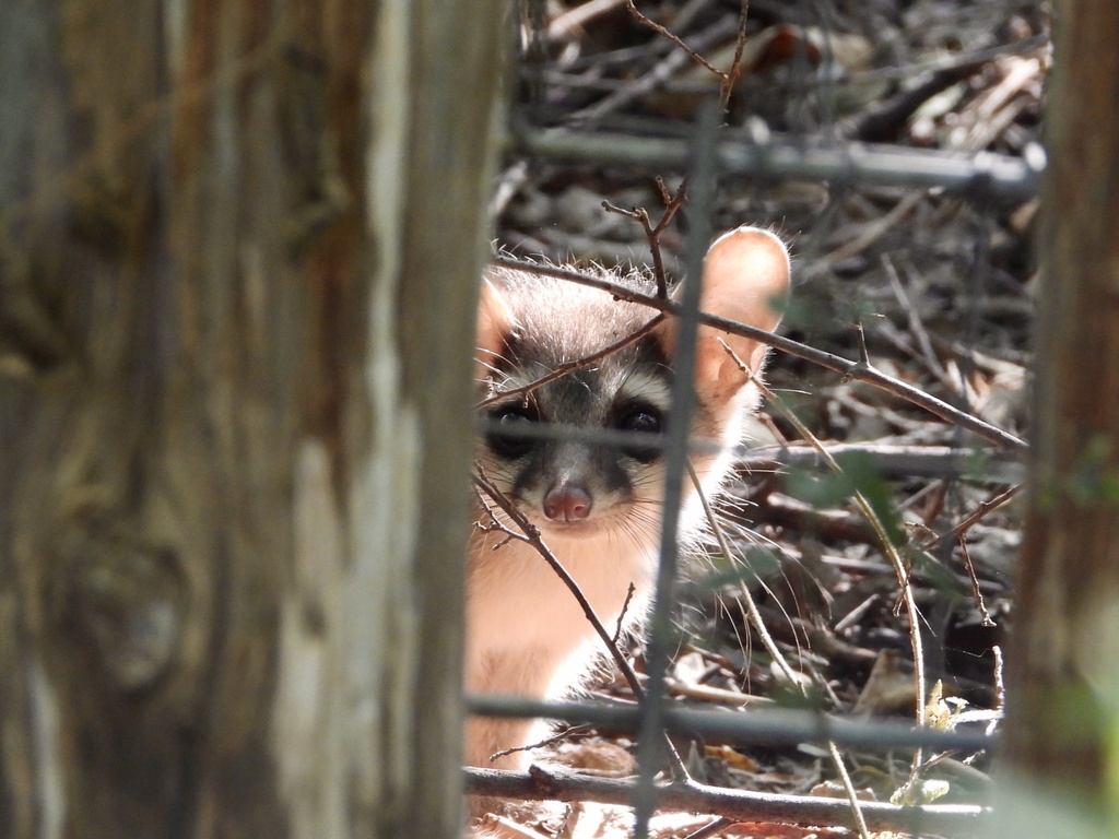 Ringtail from Pedernales Falls State Park, Cypress Mill, TX, US on ...