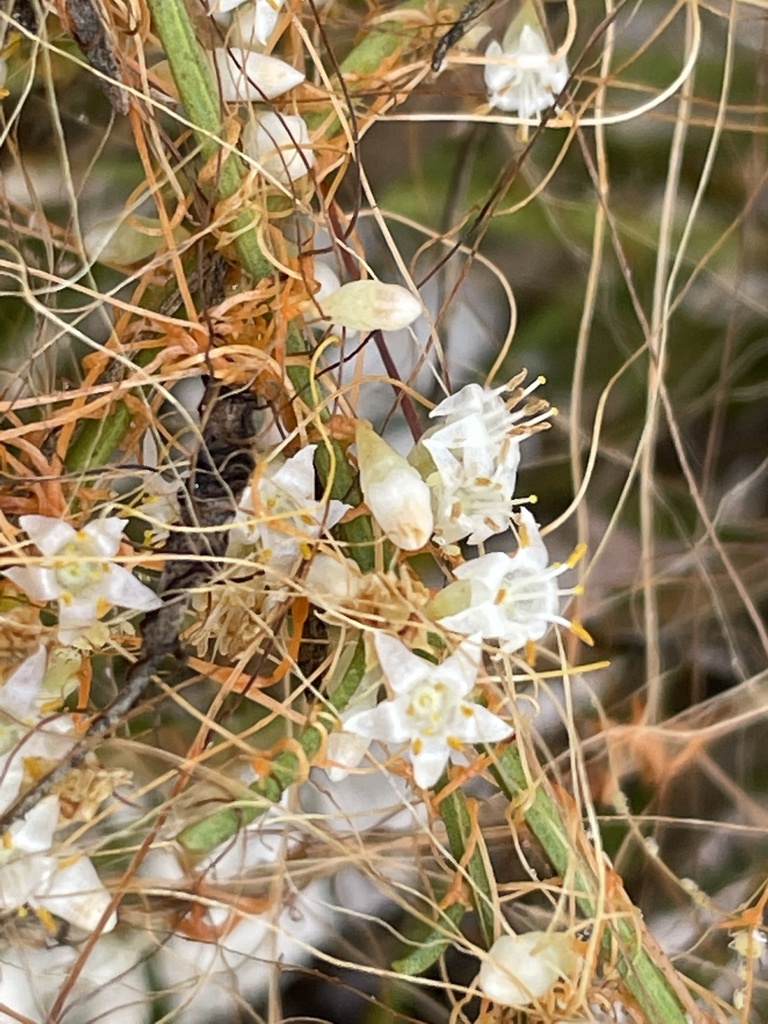 California dodder (Anniversary Backpacking Species) · iNaturalist