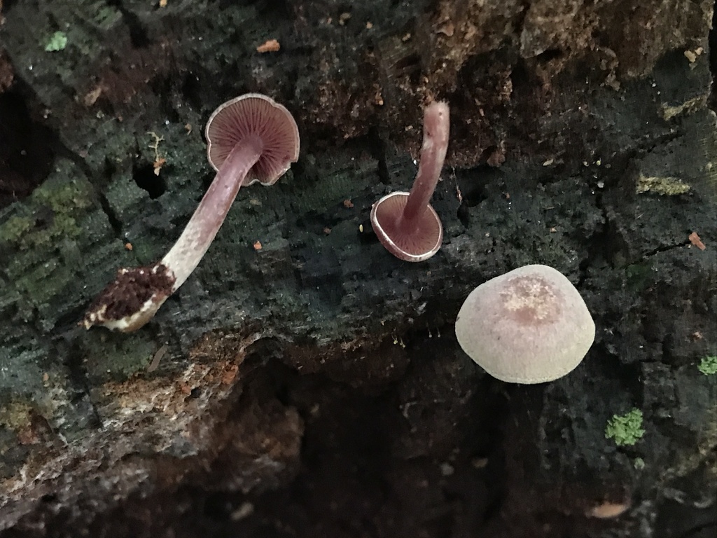 Purple-edged Lute from Plymouth, IN, US on August 20, 2021 at 02:06 PM ...