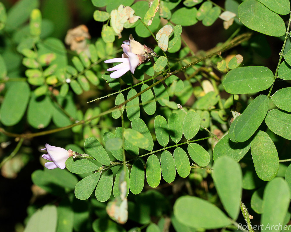 Lucky Bean (Abrus laevigatus) - Botanical Realm