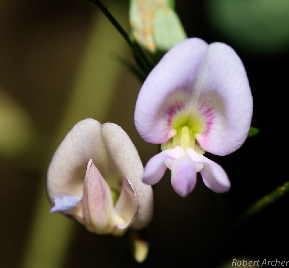 Lucky Bean (Abrus laevigatus) - Botanical Realm