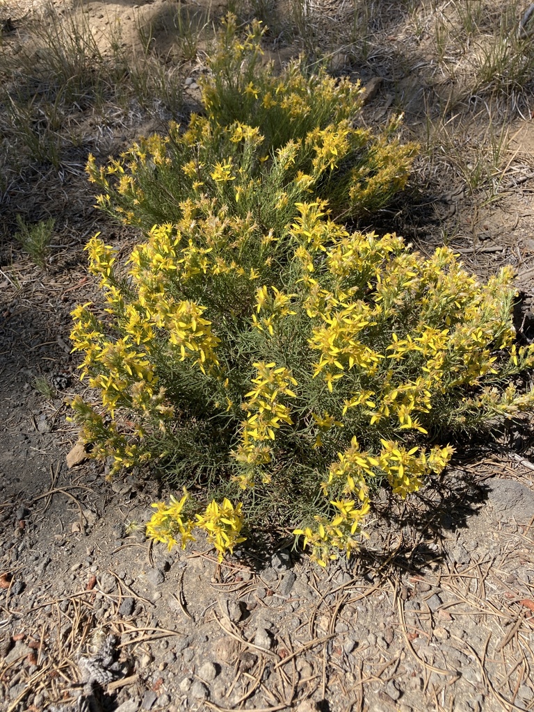 Bloomer's goldenbush (Ericameria bloomeri) - Botanical Realm