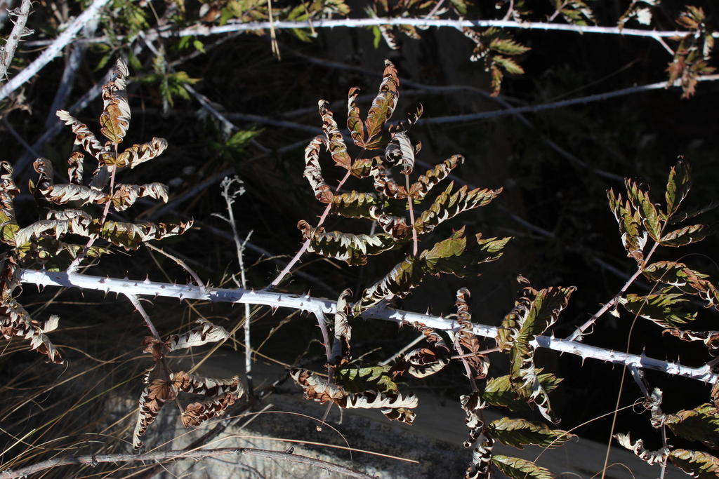 Common Silver Bramble (Rubus ludwigii ludwigii) - Botanical Realm