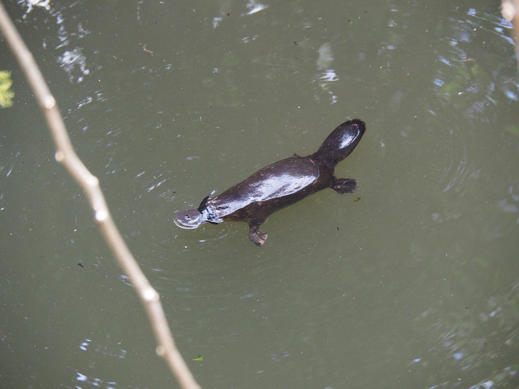 Platypus in July 2021 by krob0661 · iNaturalist