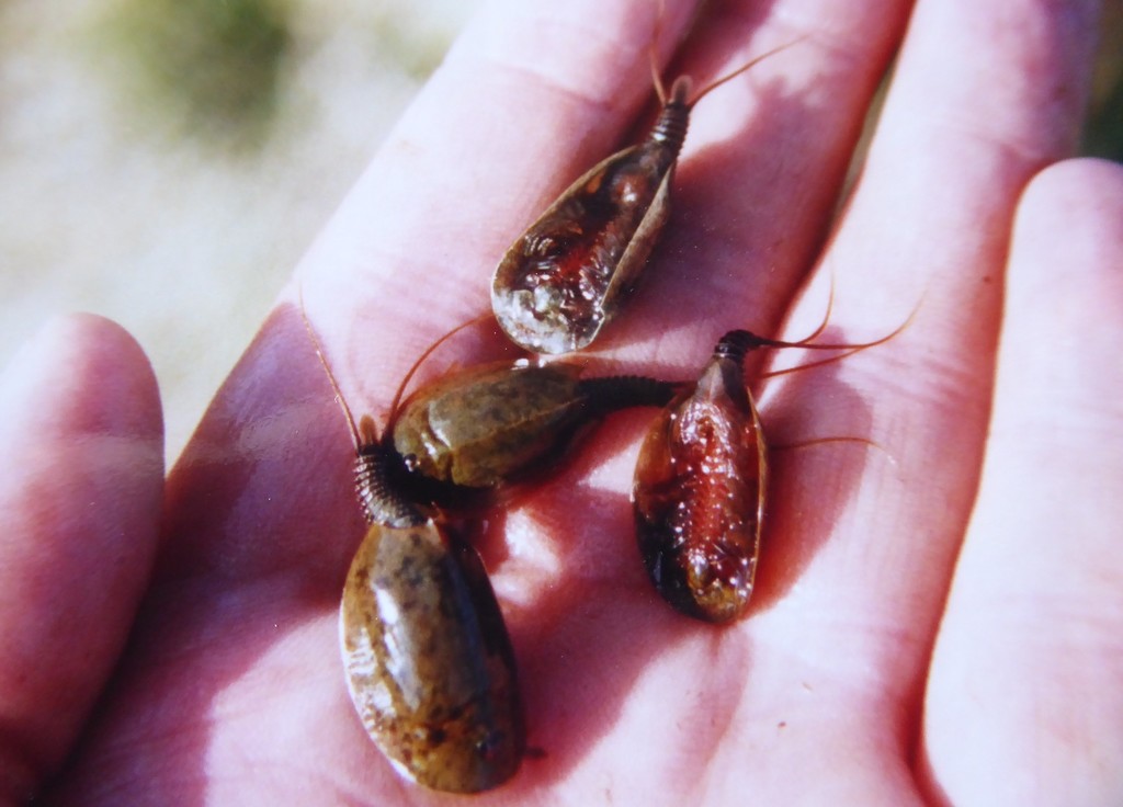 shield shrimp in August 1997 by Aalbert Rebergen. Boggy Pond ephemeral ...