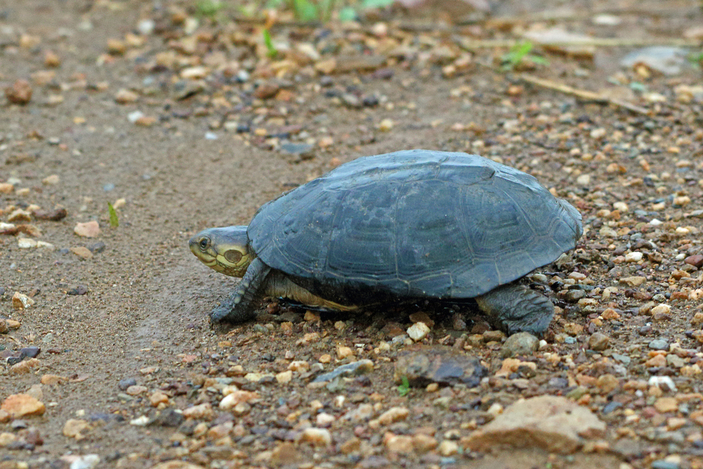 Mashona Hinged Terrapin from Sakania, Katanga Province, Democratic Republic of Congo on January ...