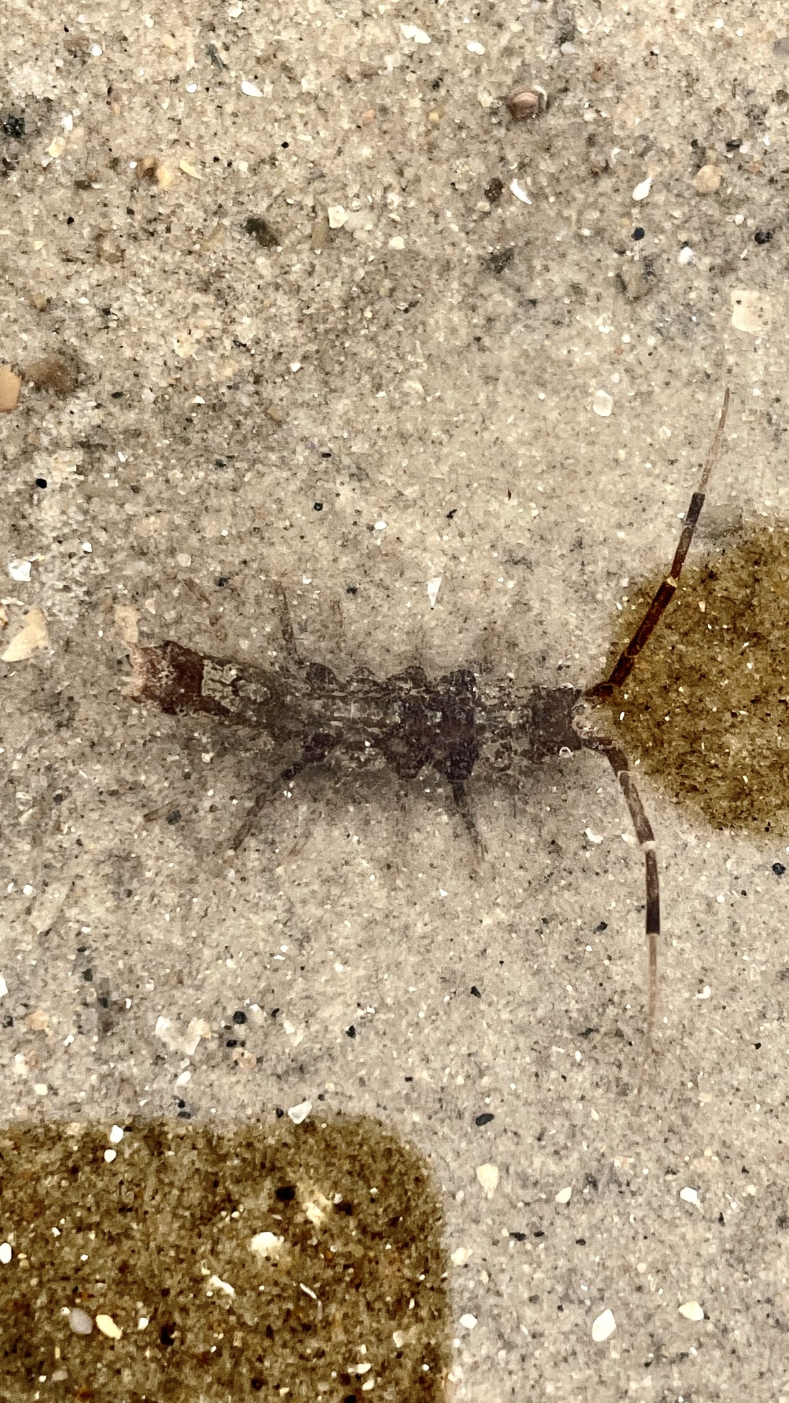 Idotea linearis (Linnaeus, 1767)