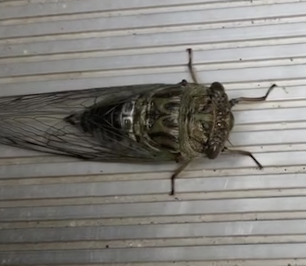 Northern Dusk-singing Cicada from Ellen Dr, Livonia, MI, US on August ...