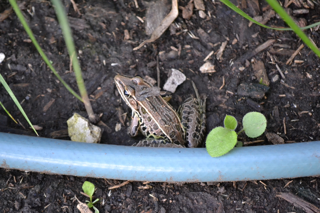 Northern Leopard Frog in August 2021 by Sarah R.. excuse me sir why is ...