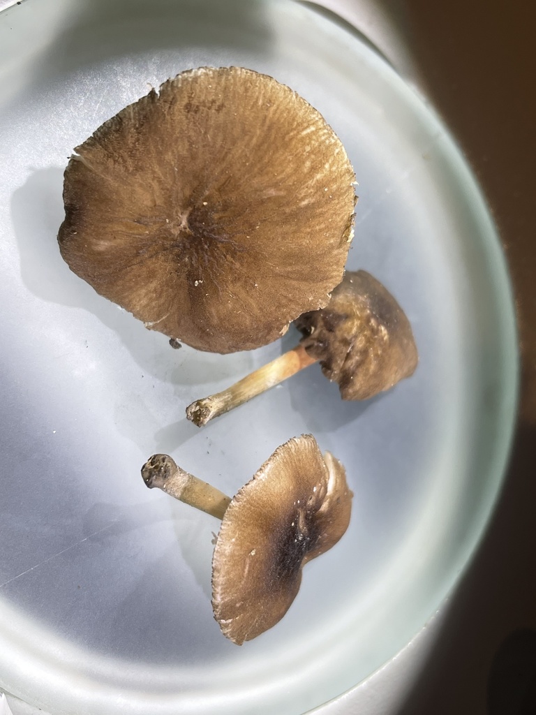 Pluteus seticeps from Newman Rd, West Lafayette, IN, US on August 22 ...