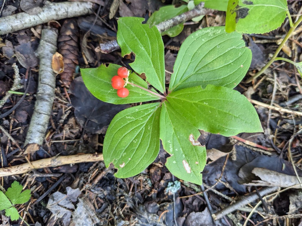 Canadian bunchberry from St. Clements, MB, Canada on August 21, 2021 at ...