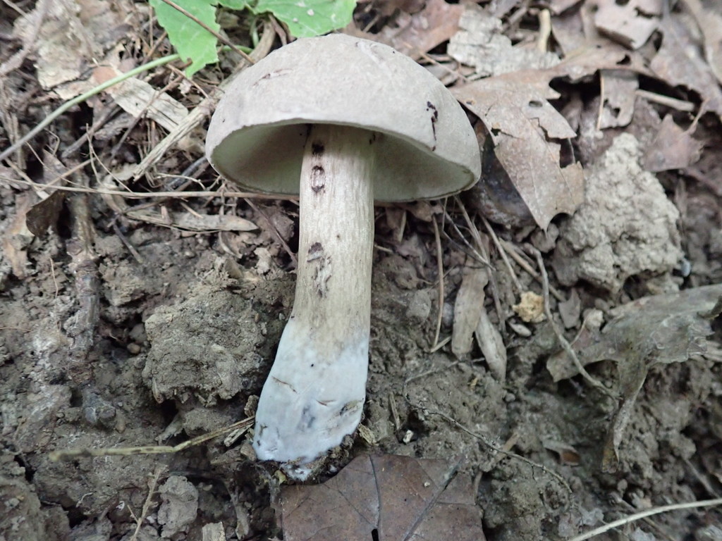 Black Velvet Bolete from Putnam County, IN, USA on August 22, 2021 at ...