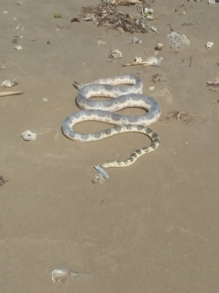 Elegant Sea Snake (Hydrophis elegans) - Snakes and Lizards