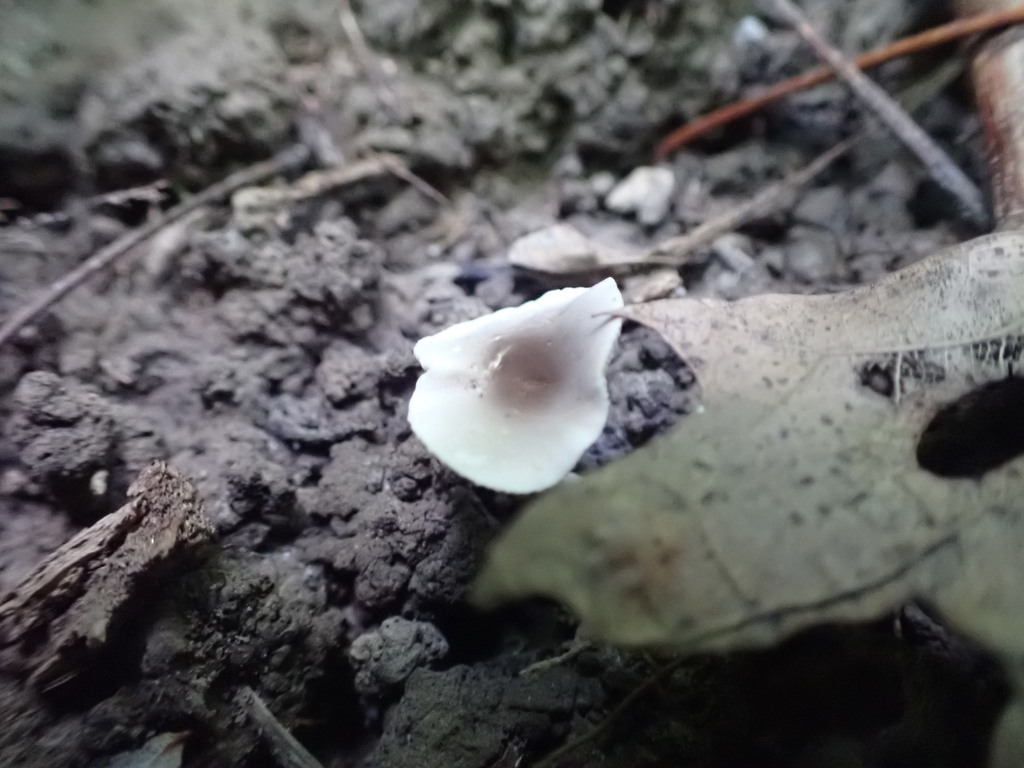 Crazed Caps from Putnam County, IN, USA on August 22, 2021 at 04:18 AM ...