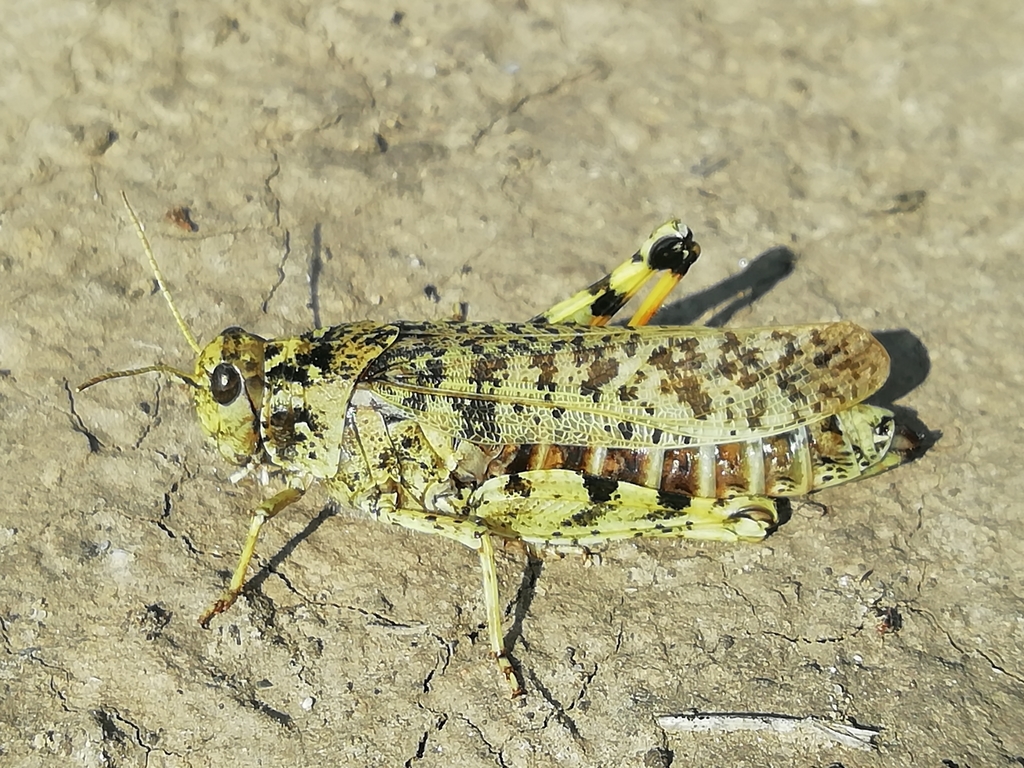Angaracris barabensis from Респ. Алтай, Россия, 649792 on August 14 ...