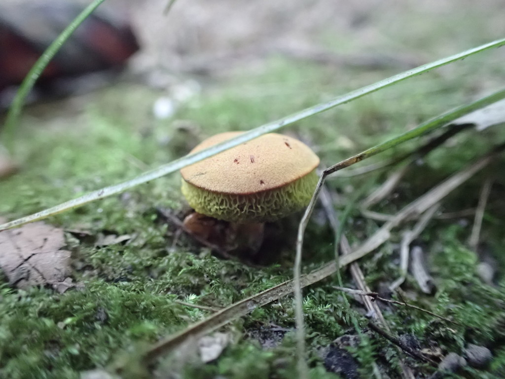 Neoboletus from Putnam County, IN, USA on August 22, 2021 at 04:40 AM ...