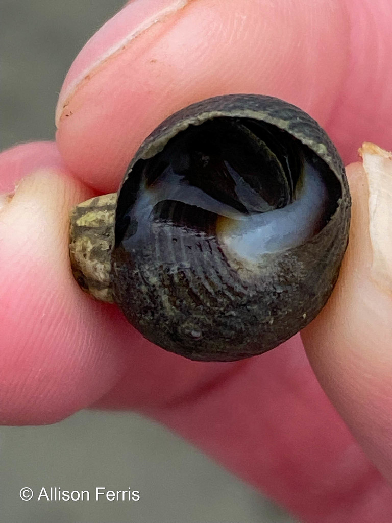 Common Periwinkle from Suffolk, Massachusetts, United States on August ...