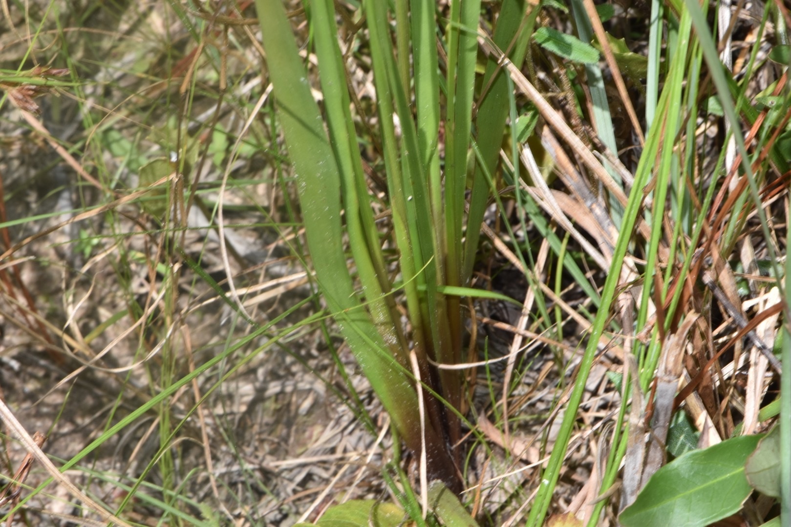 Xyris stricta Chapm.