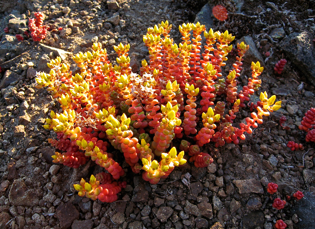Pacific stonecrop (Sedum divergens) - Botanical Realm