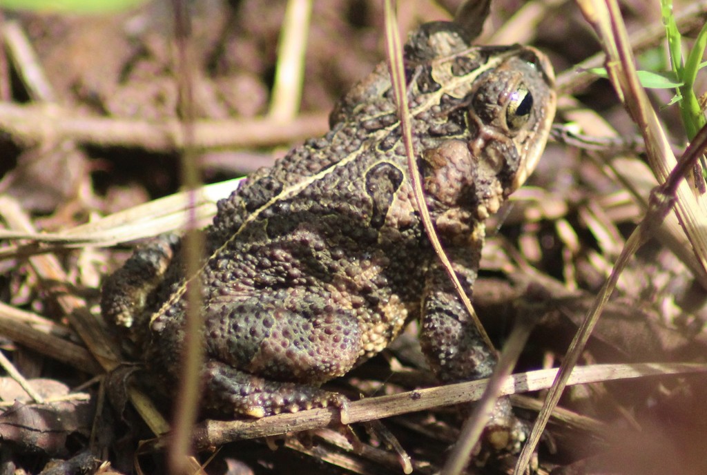 Dry Forest Toad (Amphibians of Southern Mexico ) · iNaturalist