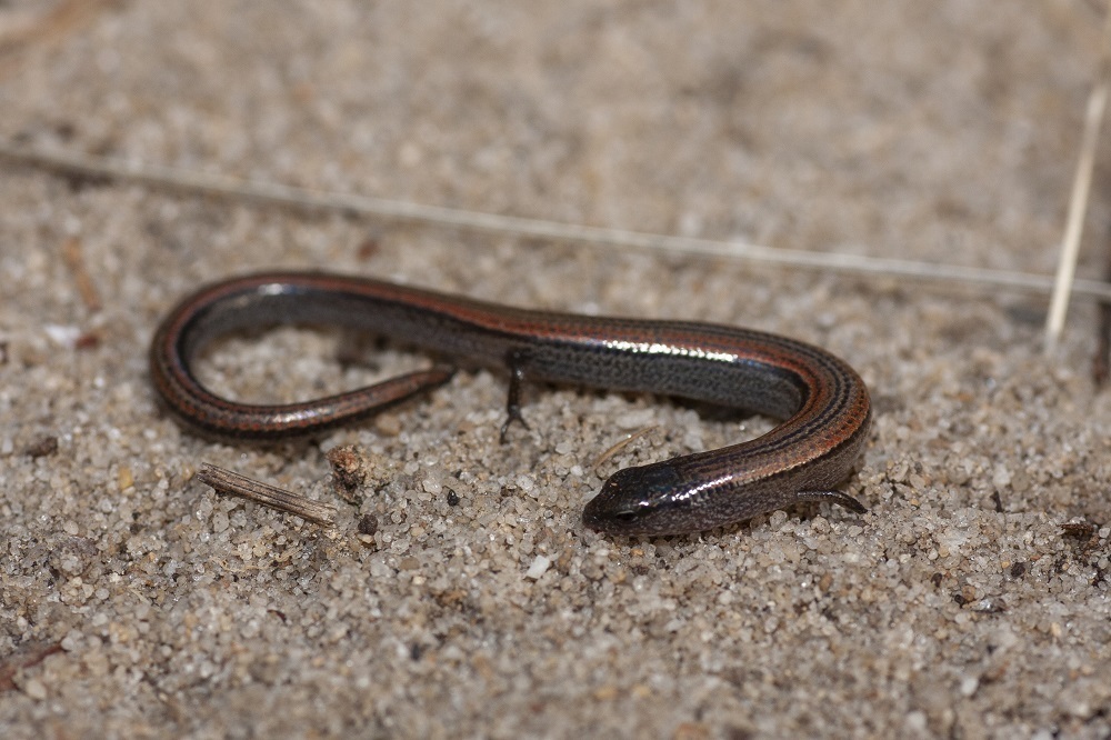 Two-toed Earless Skink from Perth, WA on October 25, 2008 at 08:21 PM ...