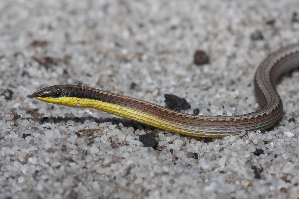 West Coast Keeled Legless Lizard from Perth, WA on October 26, 2008 at ...