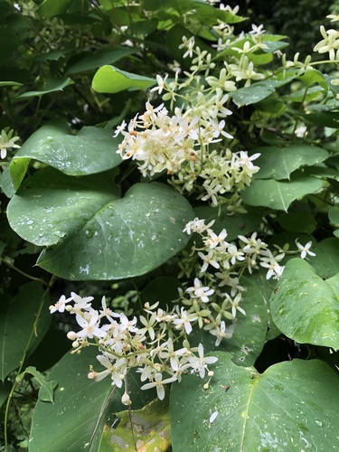 Bajatripa (Agdestis)