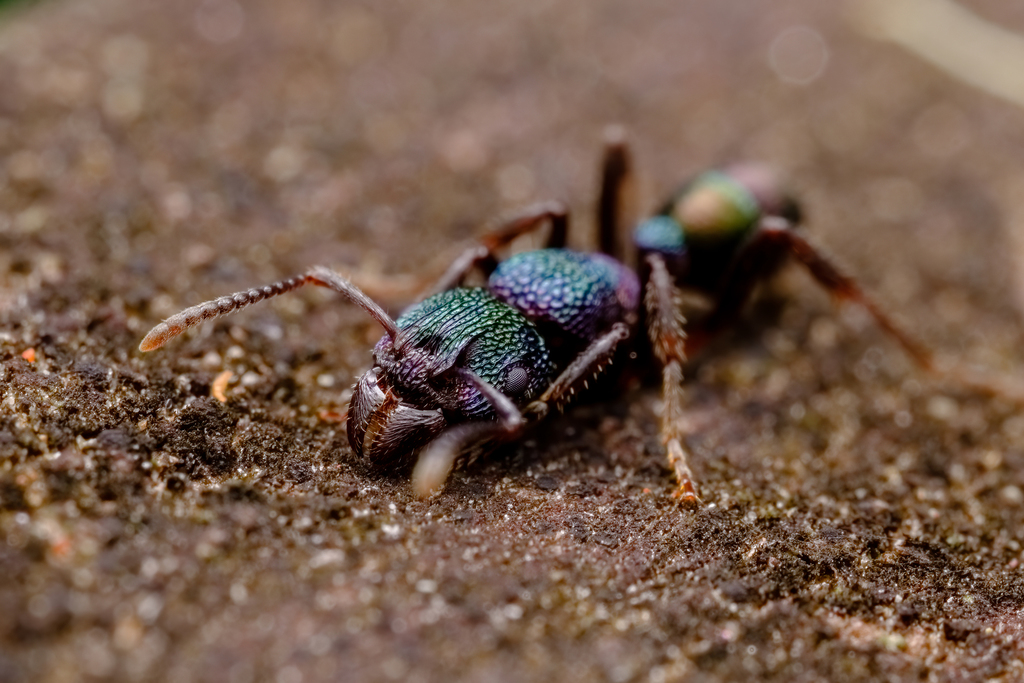 Green-head Ant from Sydney Nuovo Galles del Sud, Australia on June 17 ...