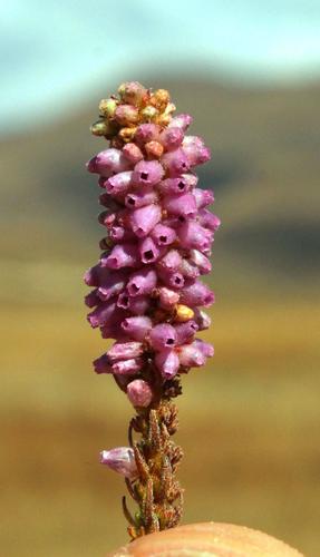 Common Foxtail Heath (Variety Erica alopecurus alopecurus ...