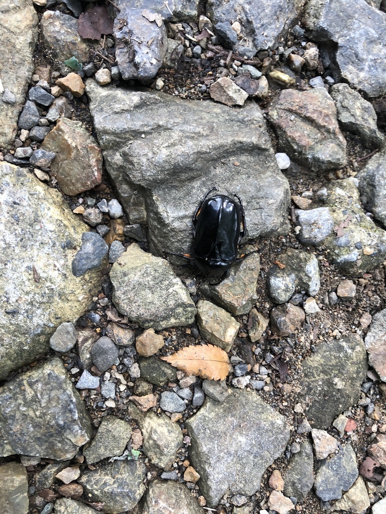 Black Drone Beetle from 北金井町, 太田市, 群馬県, JP on August 23, 2021 at 02:30 ...
