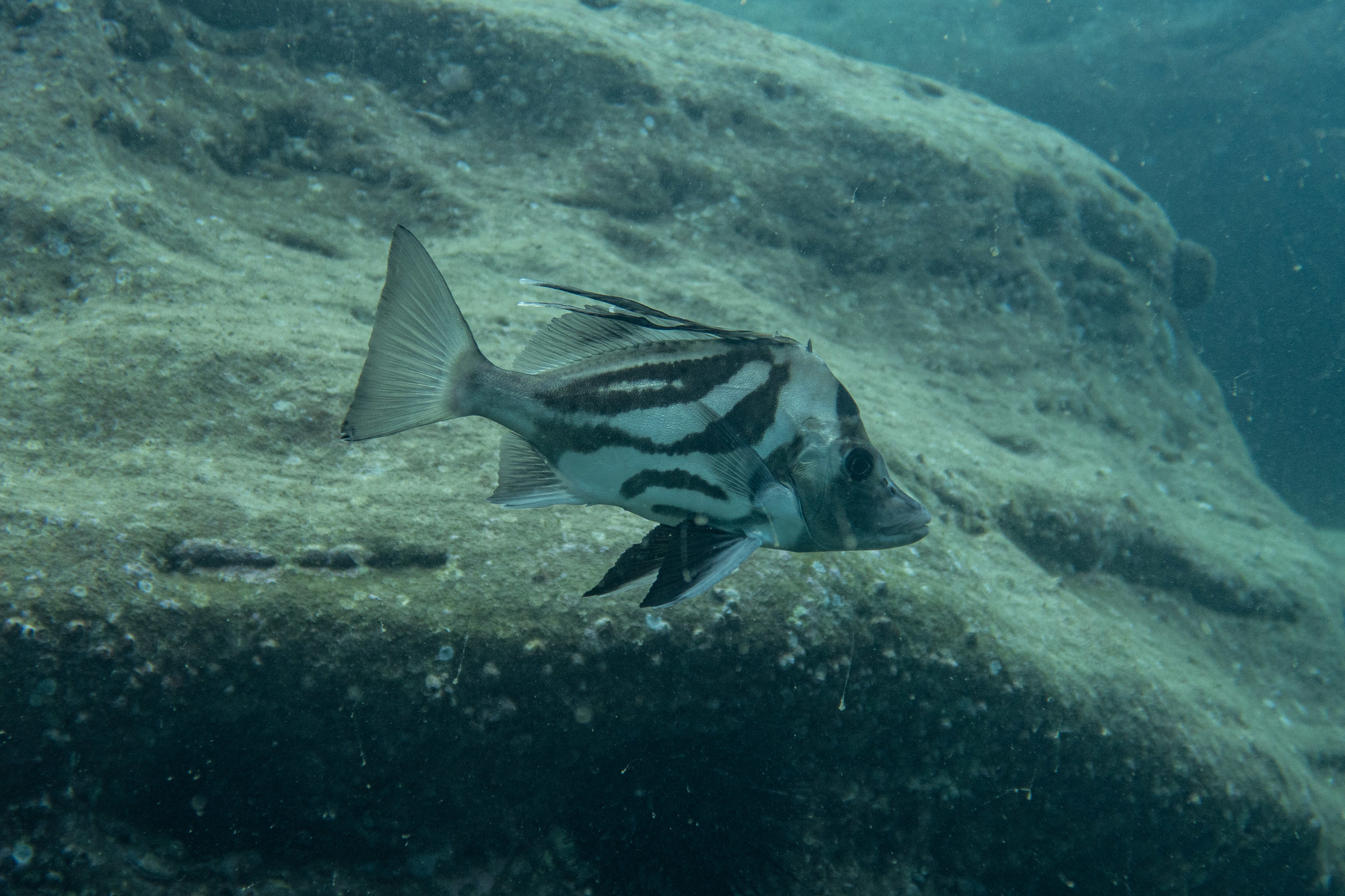 Paristiopterus labiosus (Günther, 1872)