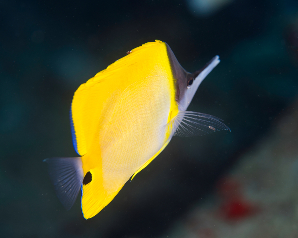 Forceps Butterflyfish from Pupukea, HI 96712, USA on August 21, 2021 at ...