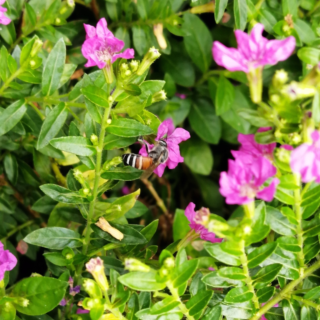 Red Dwarf Honey Bee from Toa Payoh, Singapore on August 23, 2021 at 12: ...