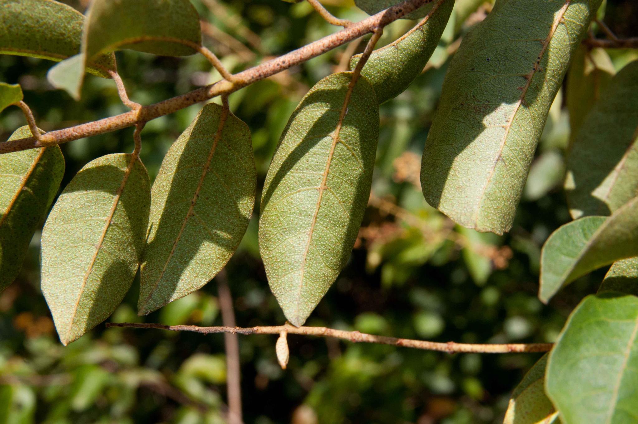 Combretum celastroides Welw. ex M.A.Lawson
